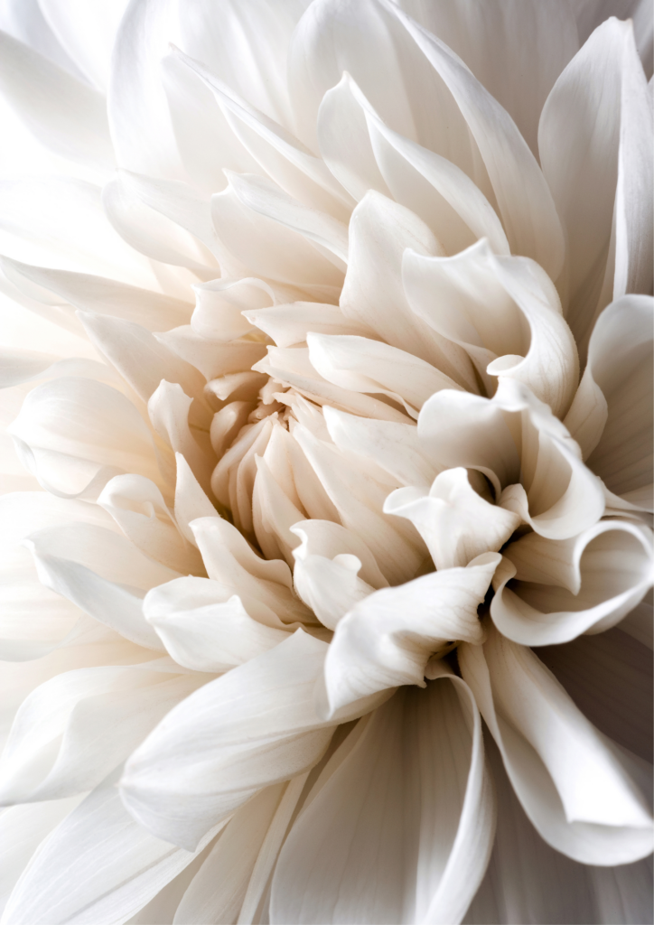 White Dahlia - ByKvist