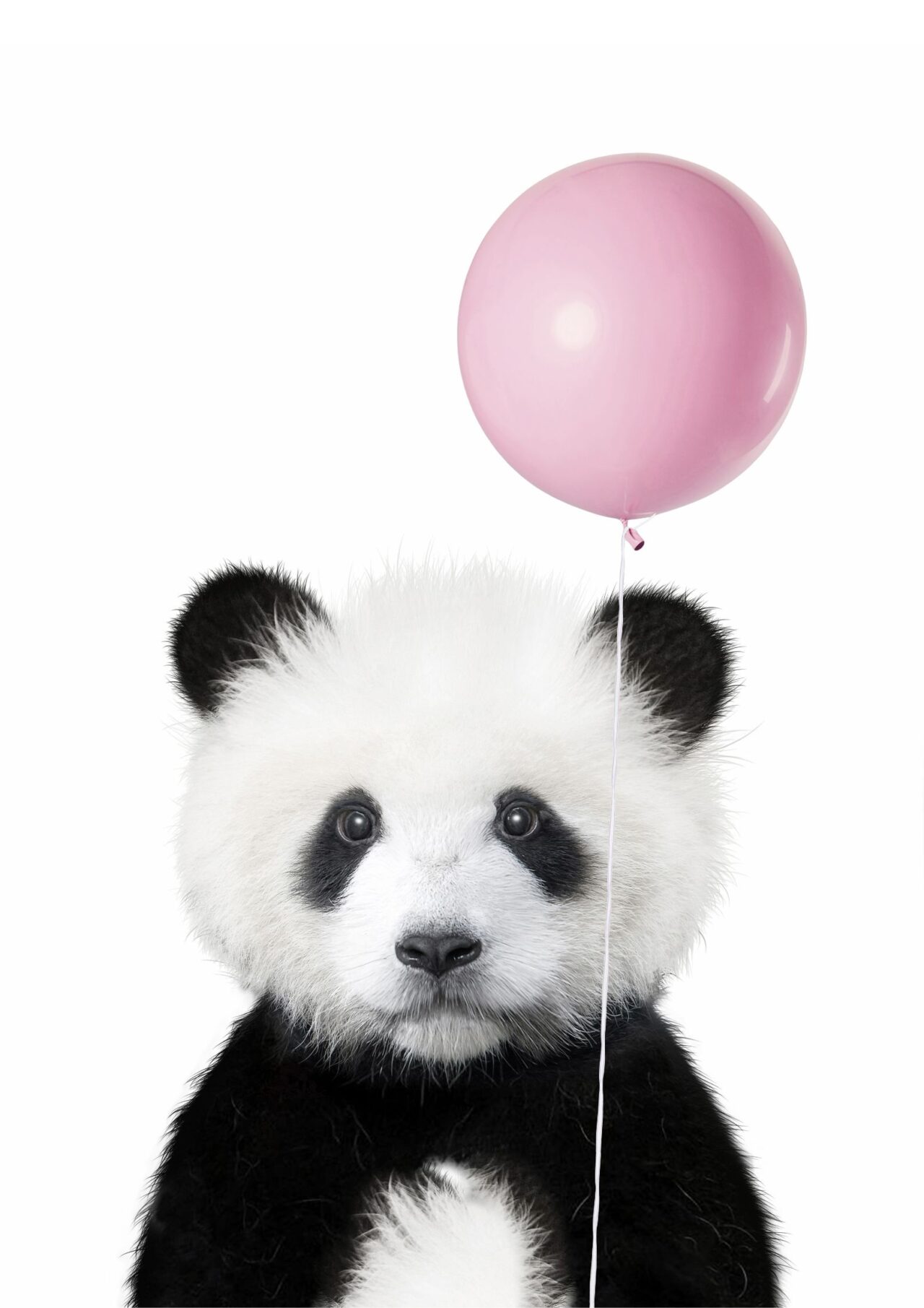 Panda ballon - ByKvist