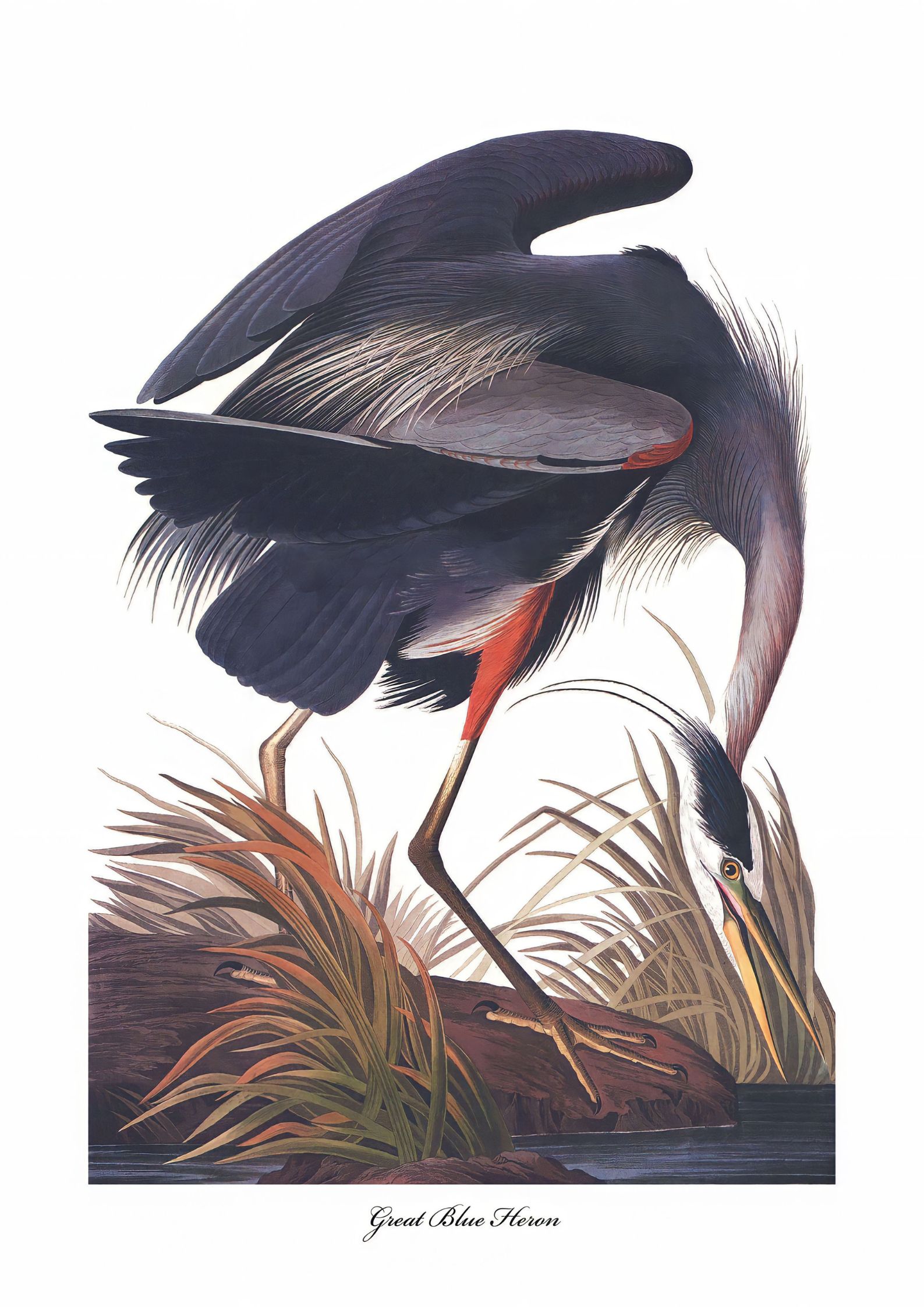 Great Blue Heron/Lærredsbillede - ByKvist