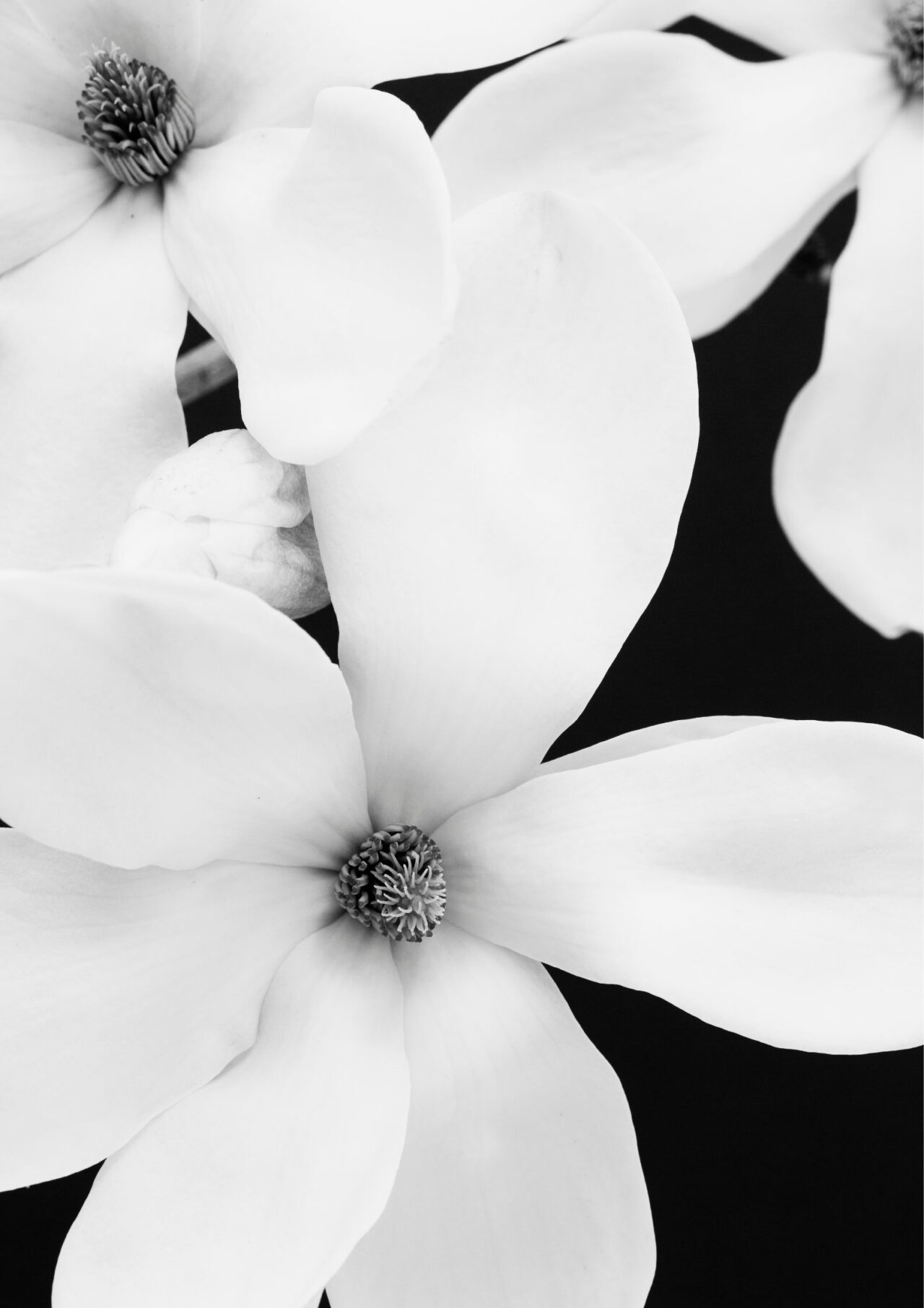 Magnolia Flowers - ByKvist