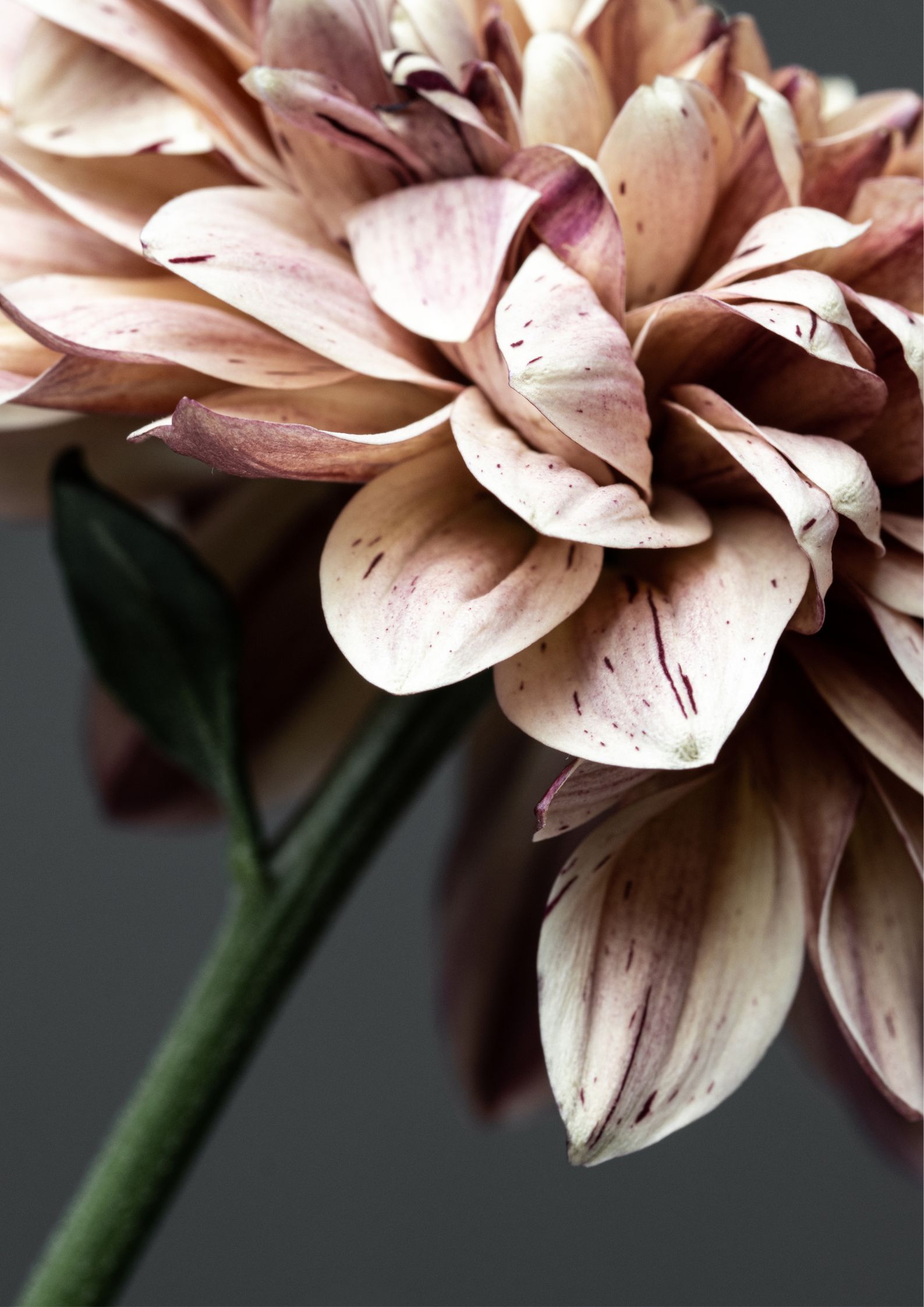 Pink Peony No2 - ByKvist