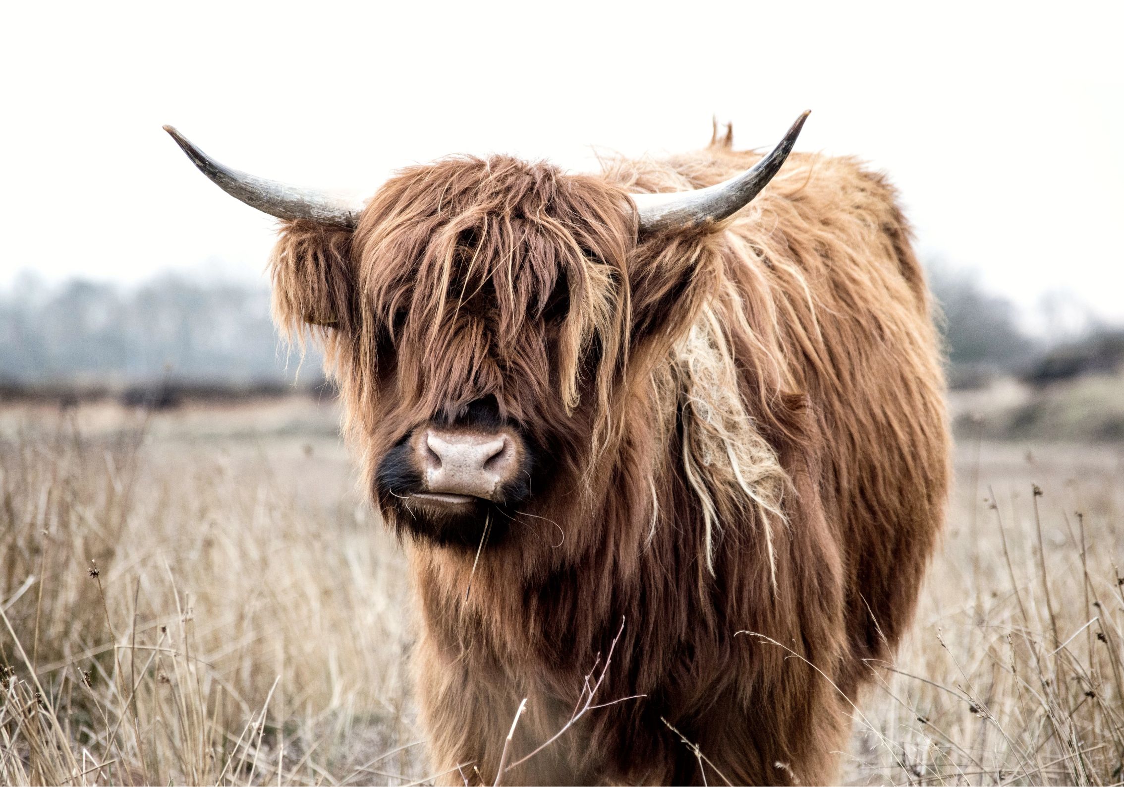 Bison plakat - ByKvist