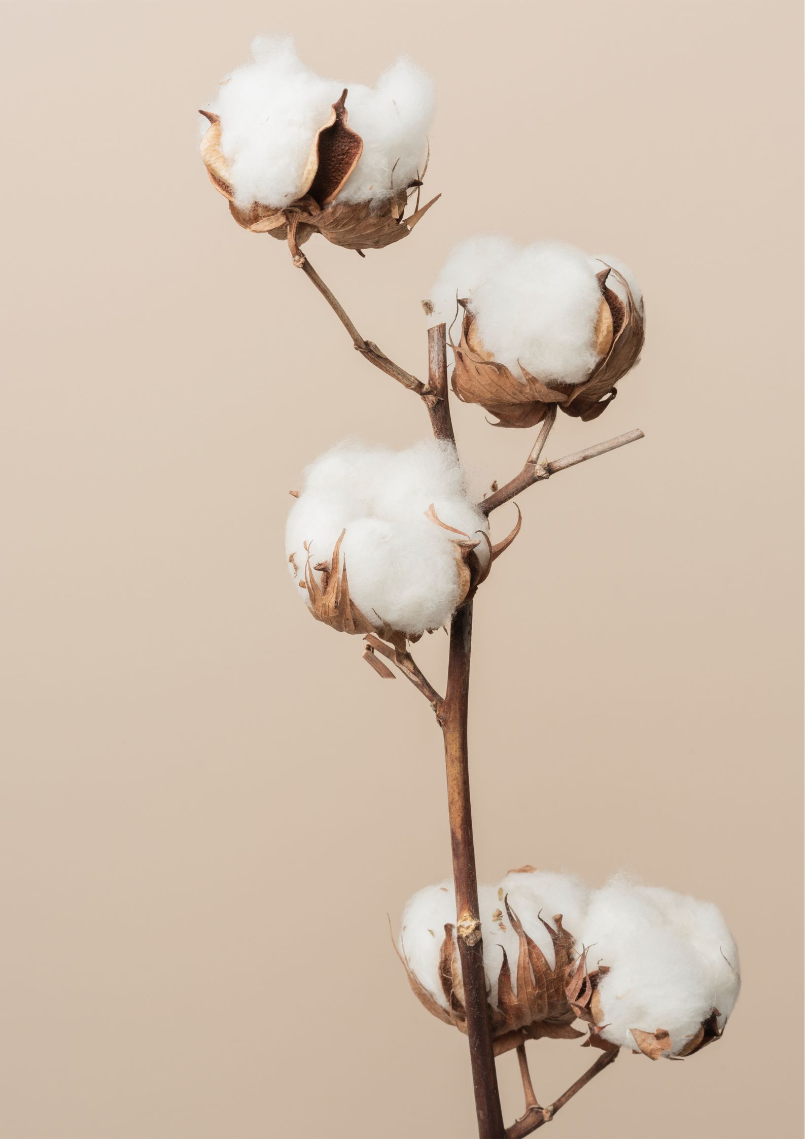 Bomuldsblomst No1 - ByKvist